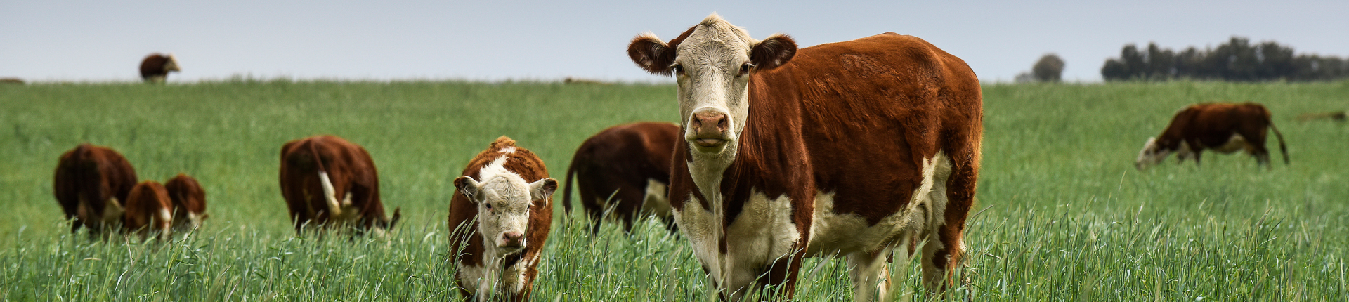 Ganadería | Santander Agro